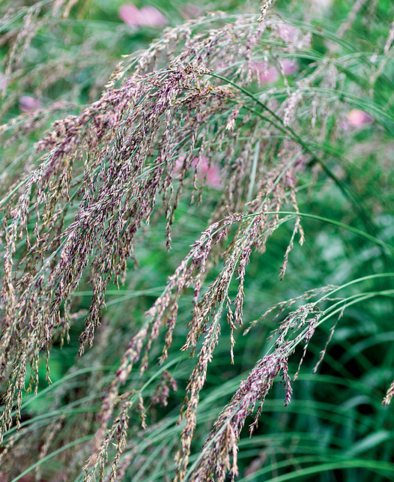 Get to Know Molinia—Trial Results - Fine Gardening