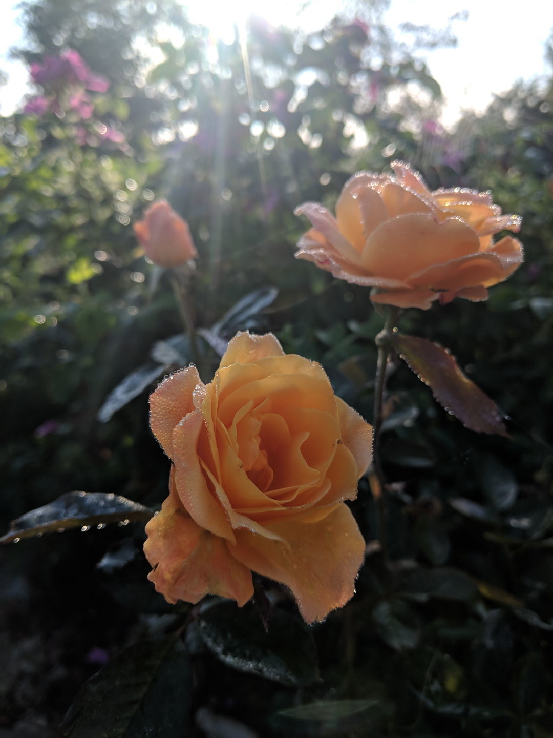 Fall Favorites - Fine Gardening