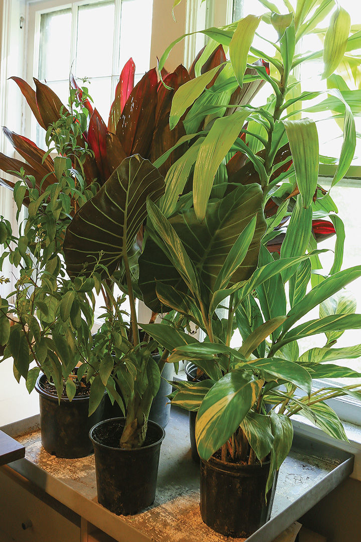 Bring It In! - Fine Gardening