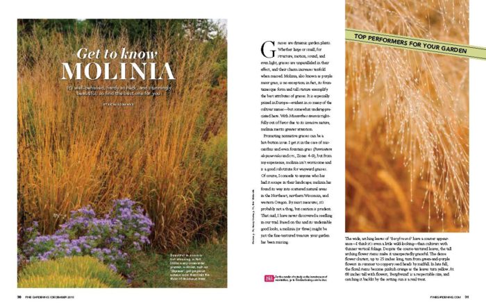 Get to Know Molinia—Trial Results - FineGardening