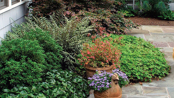 Foundation plantings and beyond - Fine Gardening