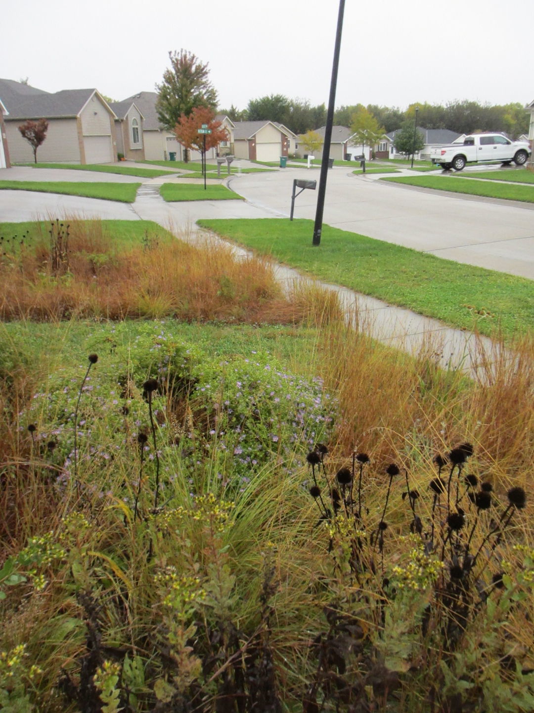 Nebraska Suburban Prairie Garden - Fine Gardening
