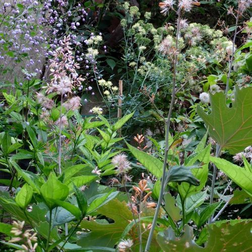 A Botanist’s Garden - Fine Gardening