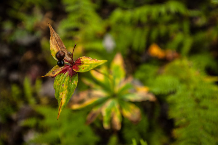 Fall in a Native Plant Arboretum - Fine Gardening