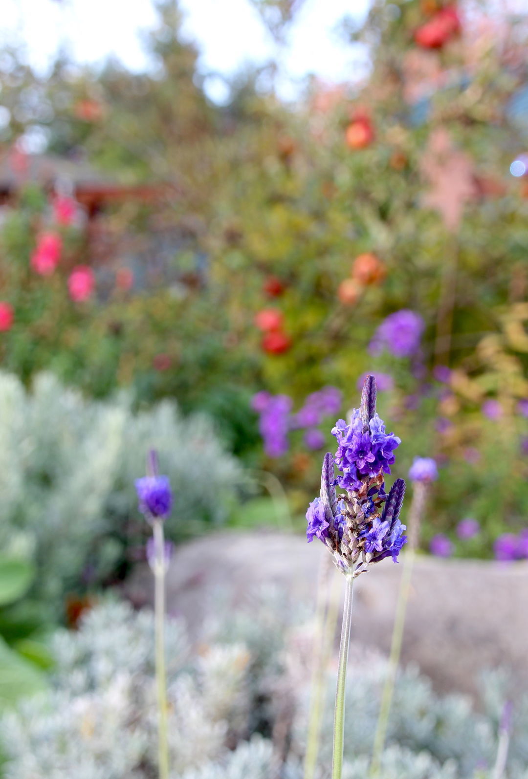 The Bittersweet Change From Summer to Fall - Fine Gardening