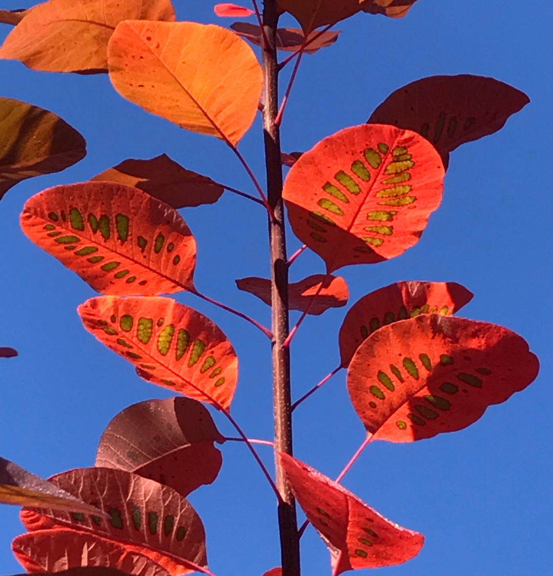 The Bittersweet Change From Summer to Fall - Fine Gardening