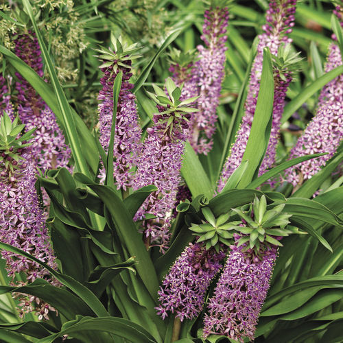 Regional Picks: Grass Companions - Southeast - FineGardening