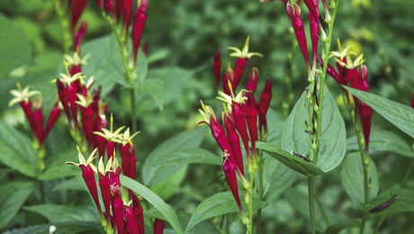 Magnolias - FineGardening