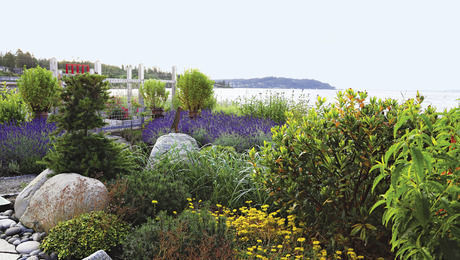 Great Low-Growing Plants - FineGardening