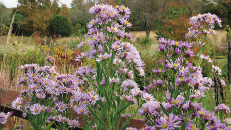 All About Asters - FineGardening