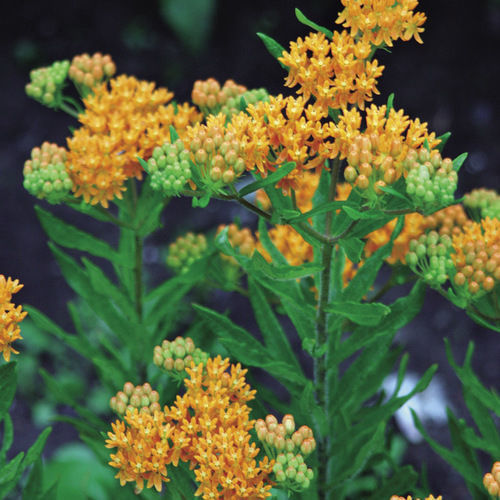 Regional Picks: Hot-Colored Plants - South - Fine Gardening