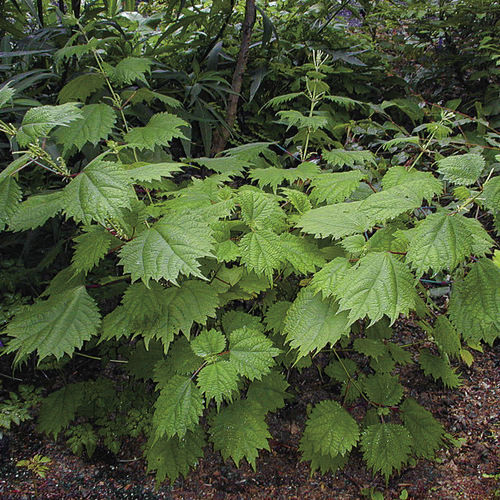 Regional Picks: Large-Leaved Perennials - Northeast - Fine Gardening