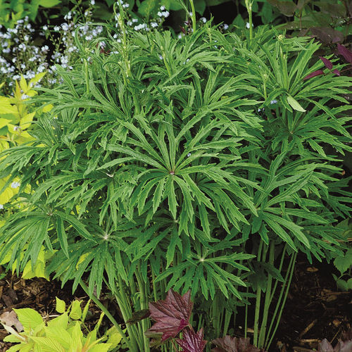 Regional Picks: Large-Leaved Perennials - Midwest - Fine Gardening