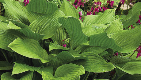 Top 10 Large-Leaved Perennials - FineGardening