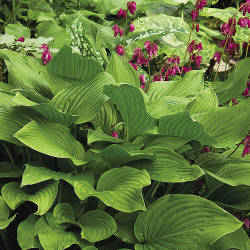Regional Picks: Large-Leaved Perennials - Mountain West - Fine Gardening