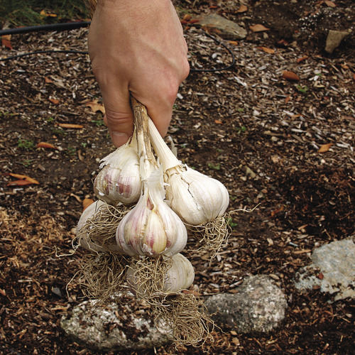 Garlic Basics - Fine Gardening