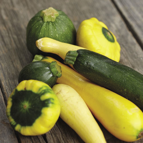 Squash Basics: Troubleshooting Common Problems - Fine Gardening