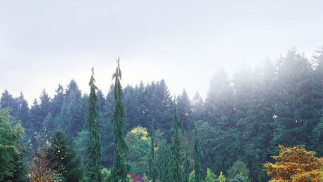 8 Plants with Long Growing Seasons - FineGardening