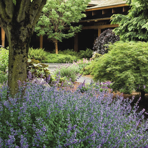 All About Growing Catmint - Plant Trial Results - Fine Gardening