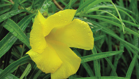 You’re Going to Love Your Shade - FineGardening