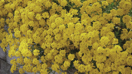 Chartreuse Foliage Makes a Splash - FineGardening