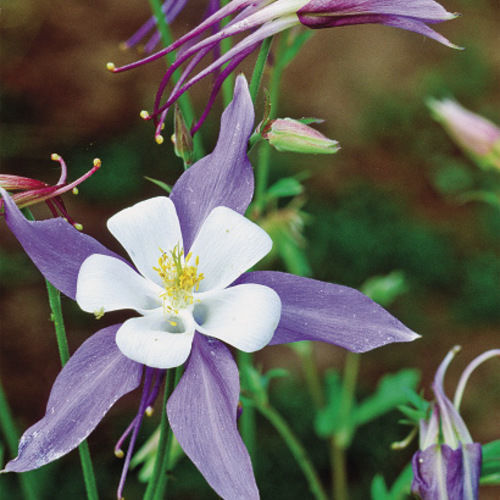 Regional Picks: The Experts’ Top Ten Plants - Mountain West - Fine ...