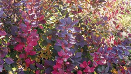 Chartreuse Foliage Makes a Splash - FineGardening