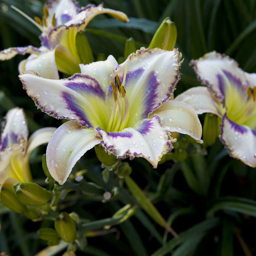 Creating a New Daylily Bed - Fine Gardening