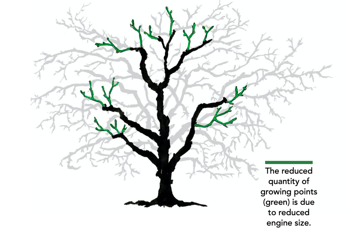 The Science of Pruning - Fine Gardening