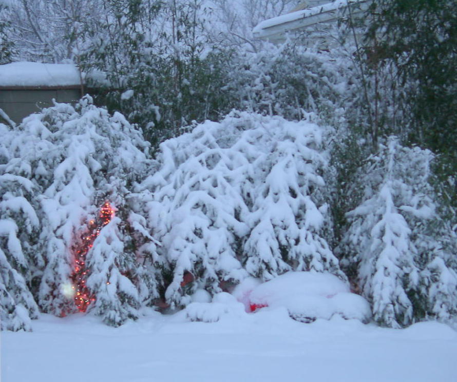 Snowflakes on Palm Trees - Fine Gardening
