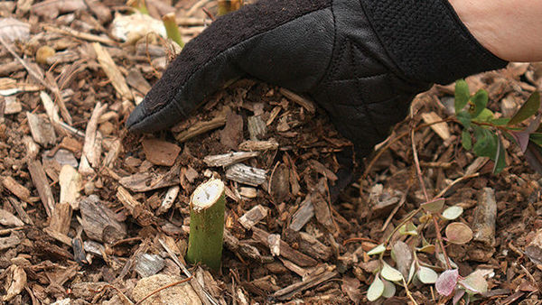 ‘Prairie Fire’ red switchgrass - FineGardening