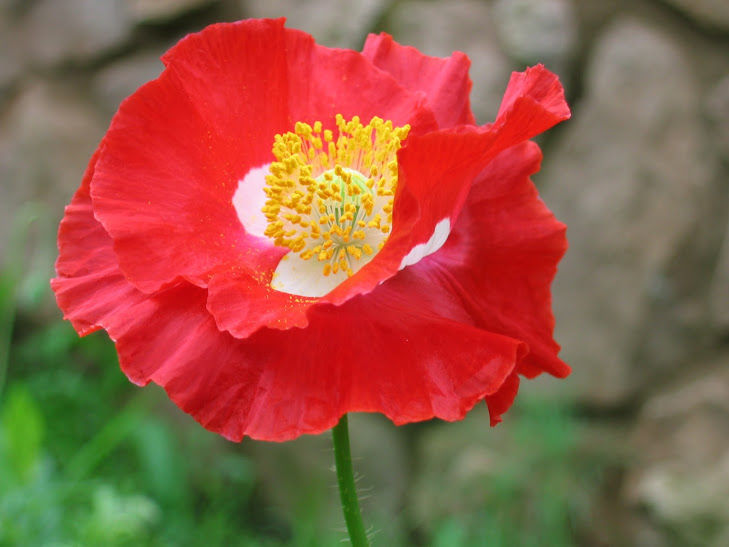 Perfectly Pretty Poppies - Fine Gardening