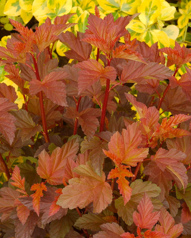 Episode 29: Unique Shrubs - Fine Gardening