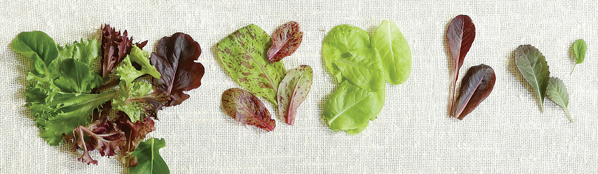 Grow Your Own Salad Mix - Fine Gardening