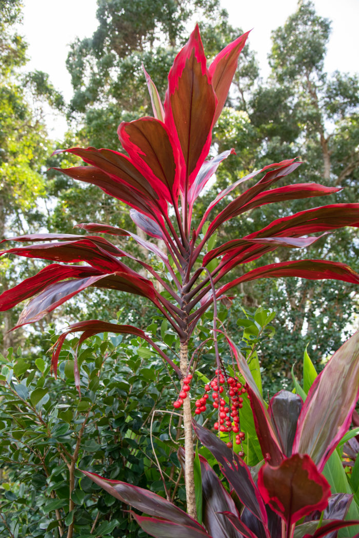 Tropical Splendor - Fine Gardening