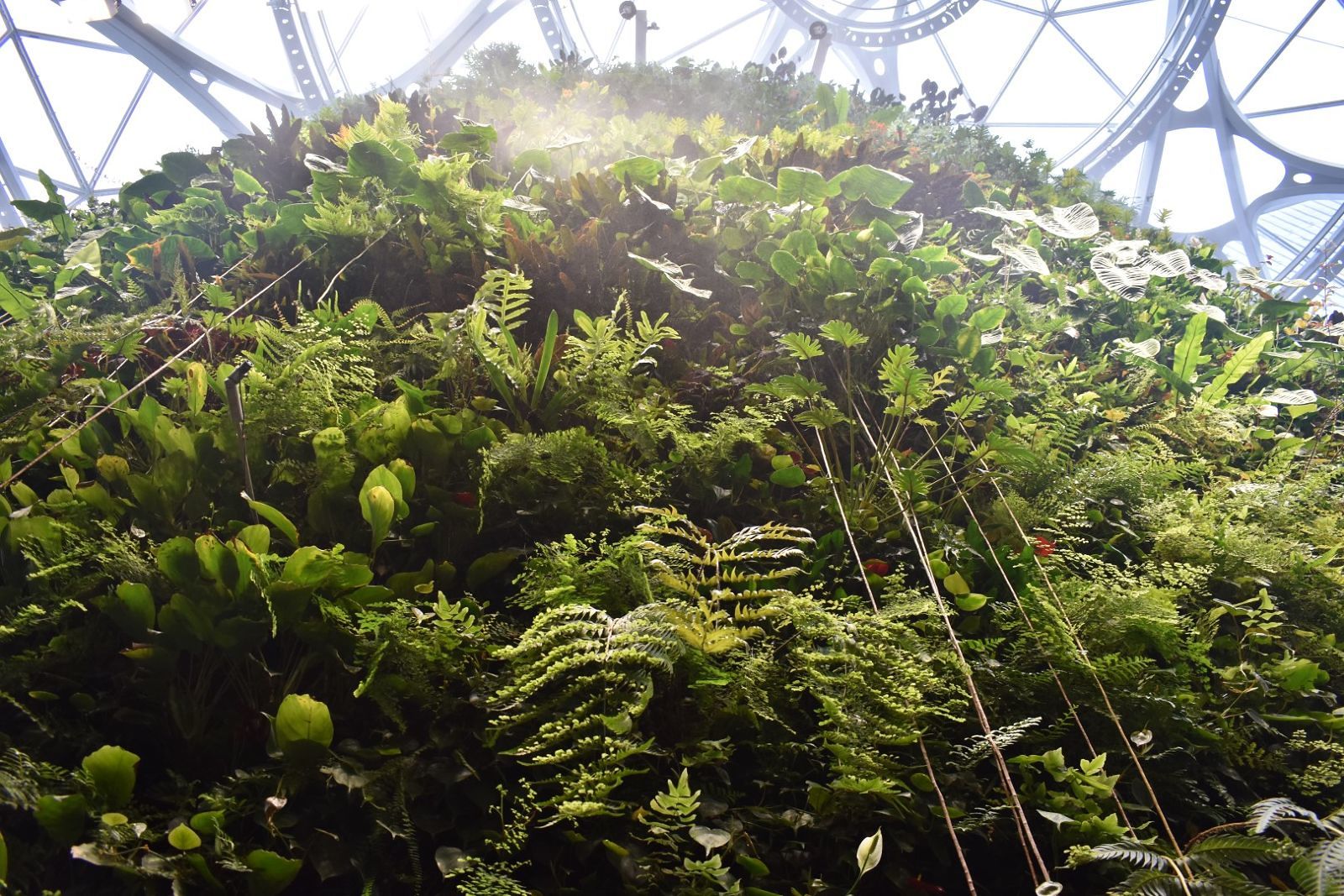 A Visit to the Amazon Spheres - Fine Gardening