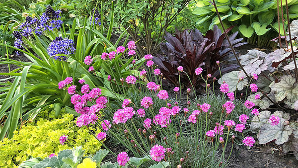 Setcreasea pallida 'Purple Heart' - FineGardening