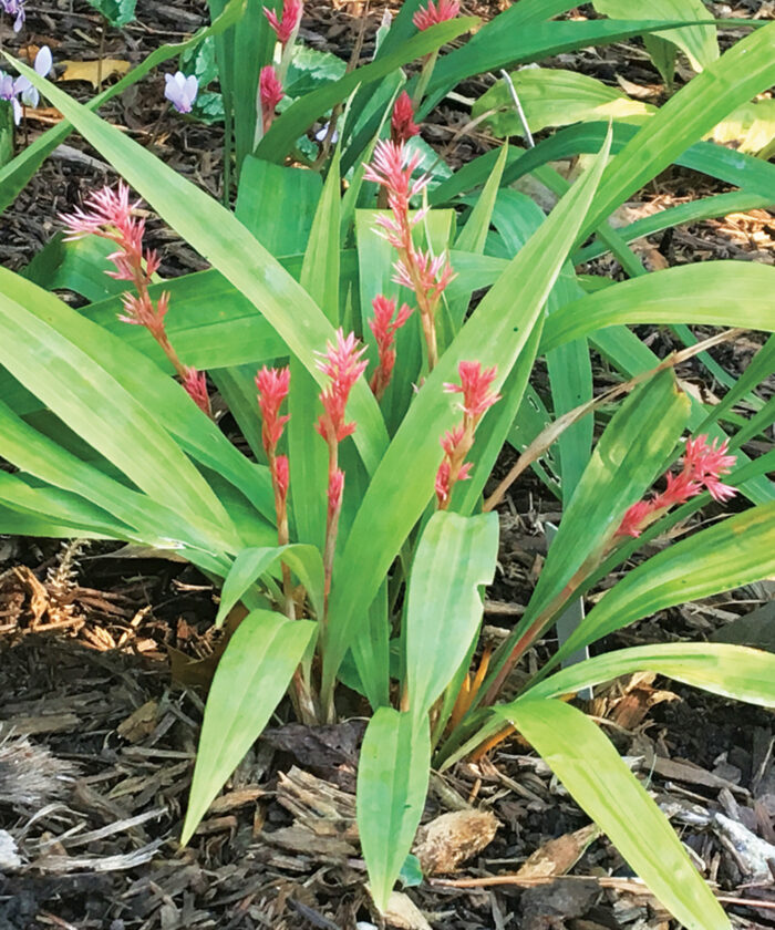 Underused Perennials for the Southeast - Fine Gardening