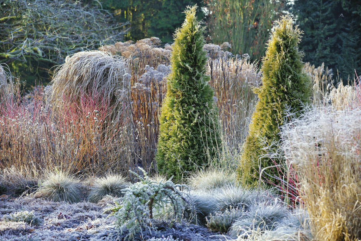 Winter Interest Worth Waiting For - Fine Gardening