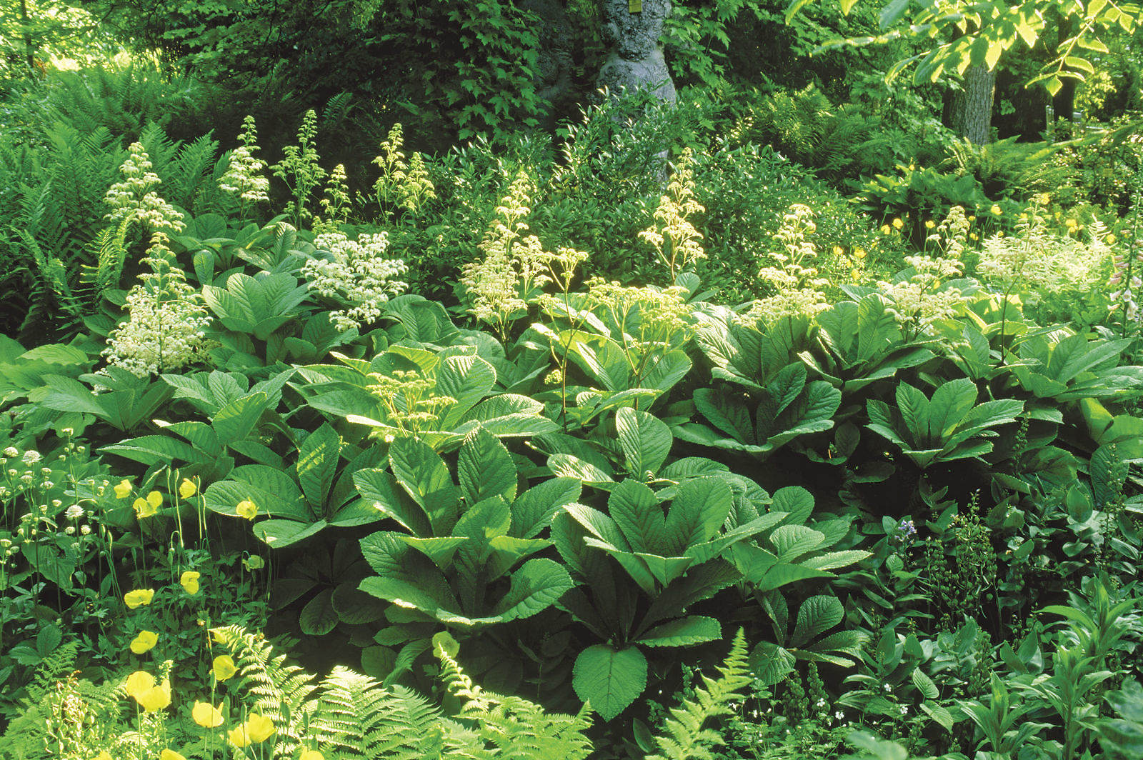 Bold, Shade-Loving Rodgersias - Fine Gardening