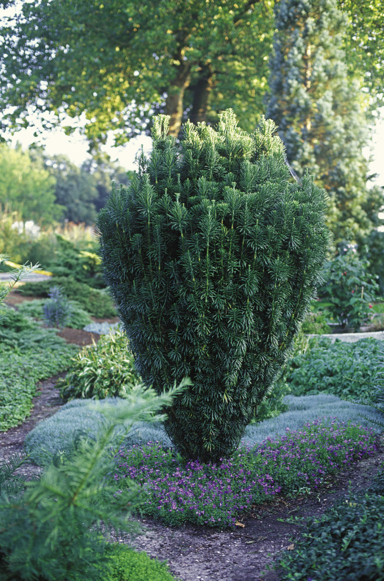 Conifers for Any Size Landscape - Fine Gardening
