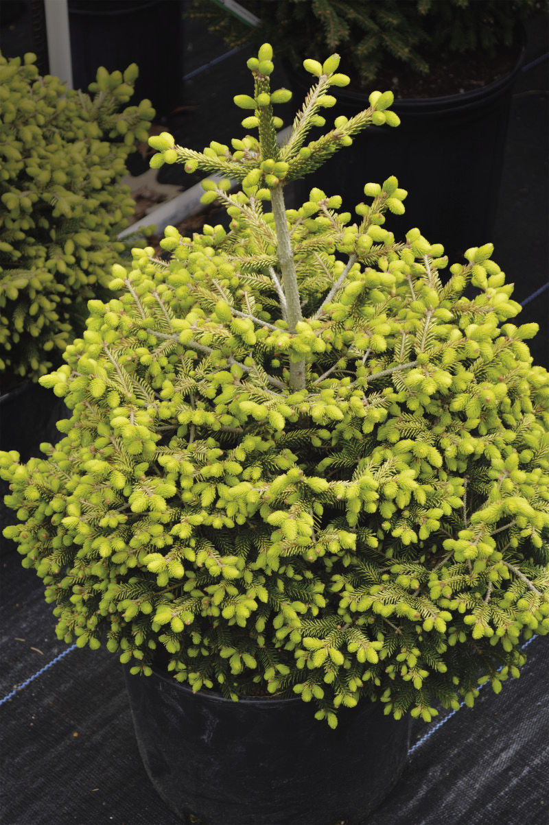 Conifers for Any Size Landscape - Fine Gardening