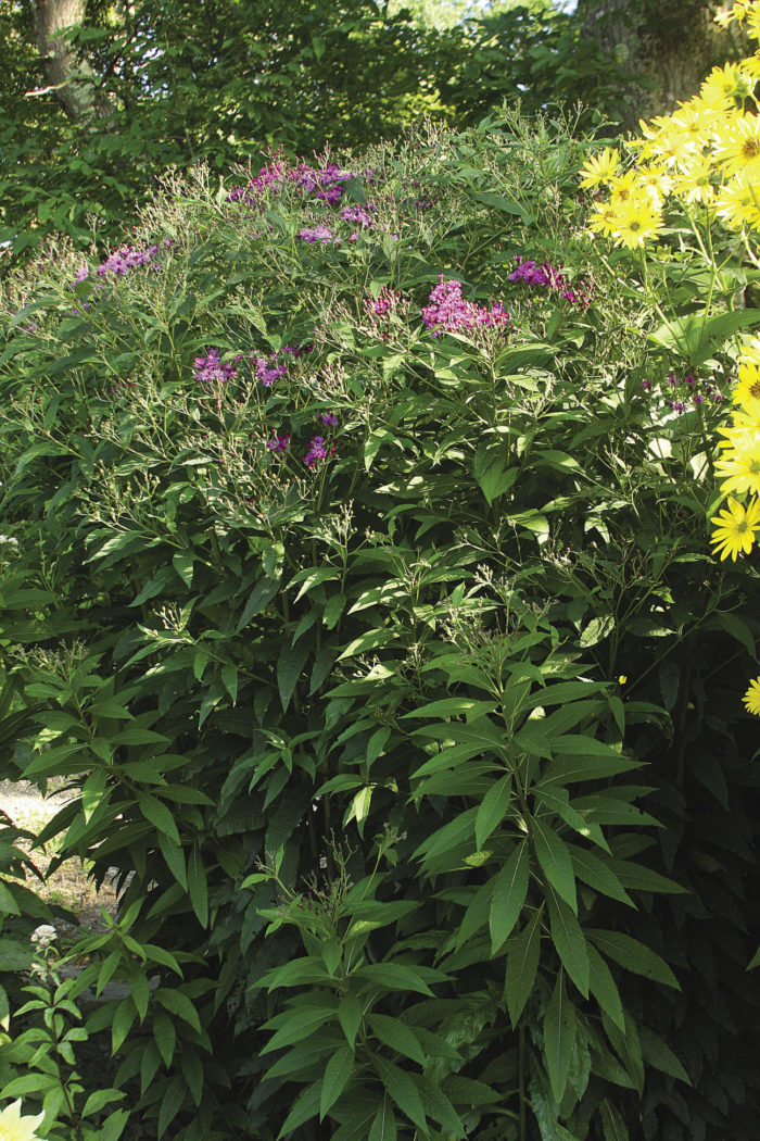Ironweed: The Superhero of Fall Plants - Fine Gardening