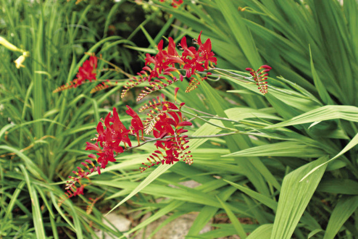 Regional Picks: Grass Companions - Northwest - Fine Gardening