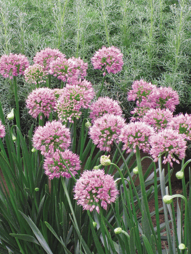 Regional Picks: Grass Companions - Southwest - Fine Gardening