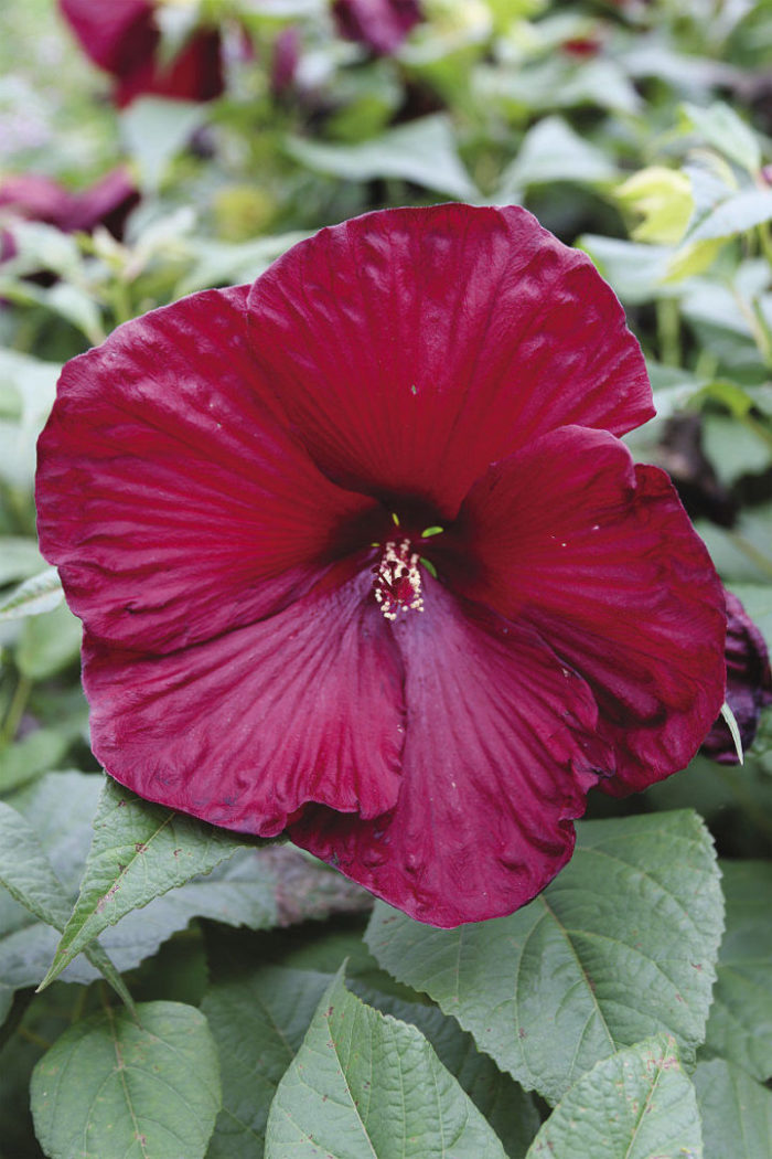 Everything You Need to Know About Hibiscus - Fine Gardening
