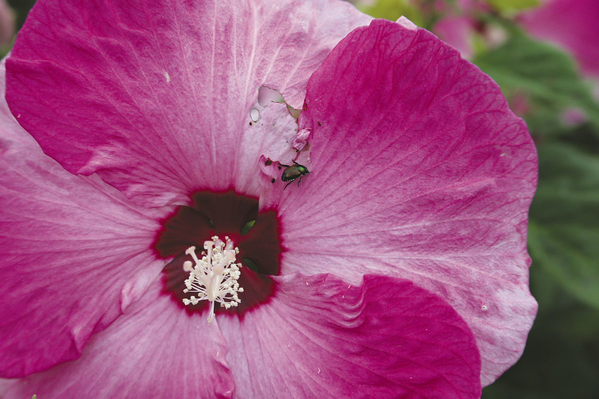 Everything You Need to Know About Hibiscus - Fine Gardening