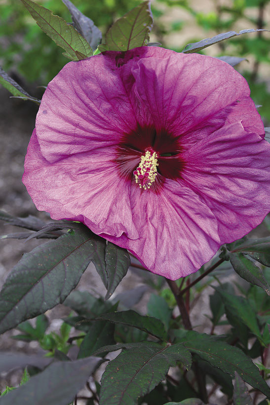 Everything You Need to Know About Hibiscus - Fine Gardening