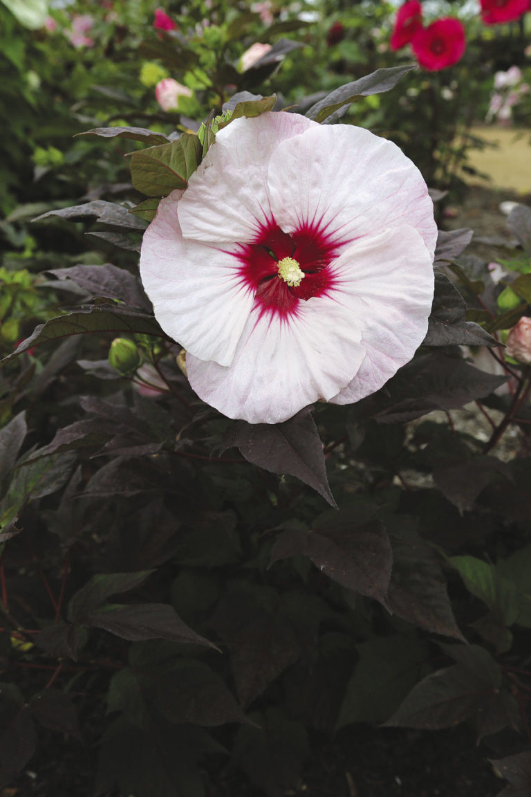 Everything You Need to Know About Hibiscus - Fine Gardening