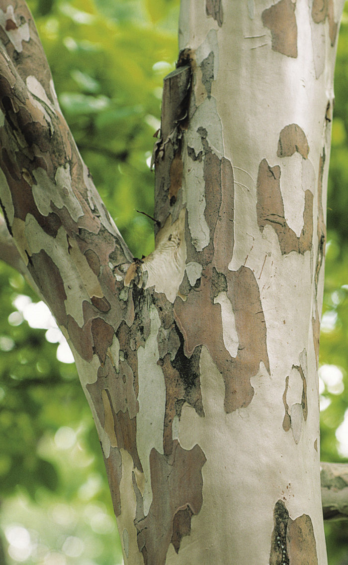 Bark With Bite: How to Utilize Tree Bark in a Garden Design - Fine ...